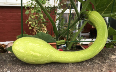 Baked Vegetable Stack Recipe | Woolworths